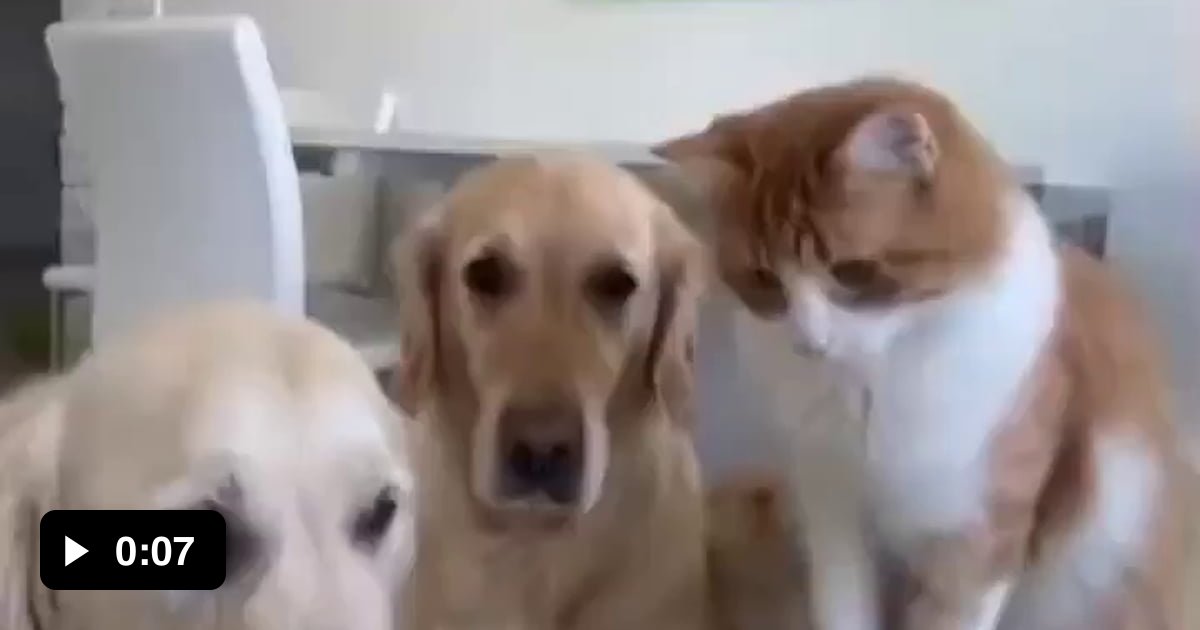 Cat vs dogs.. 🤦♂️😂 - 9GAG