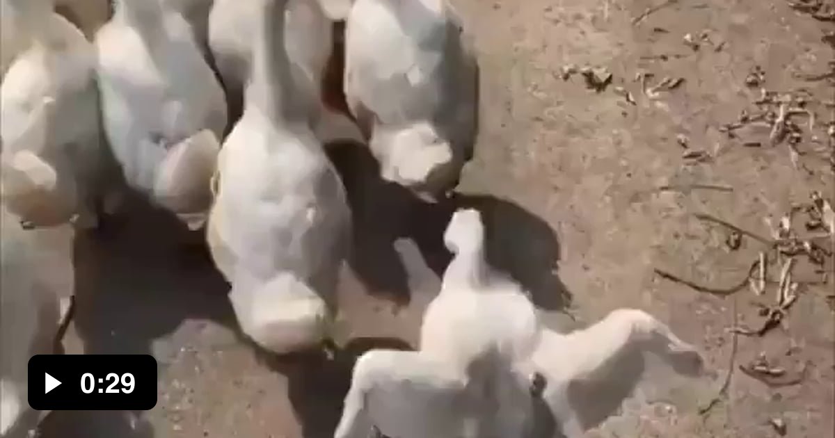 This diva's fabulous walk - 9GAG