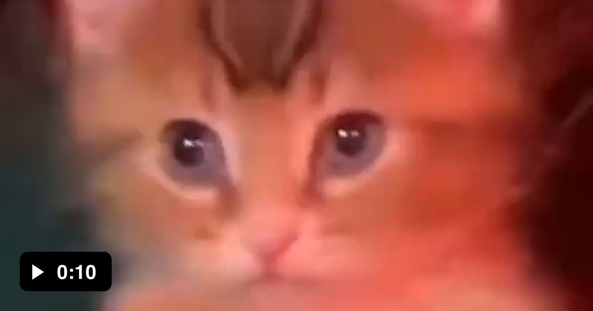 Dangerous and lethal kitty - 9GAG