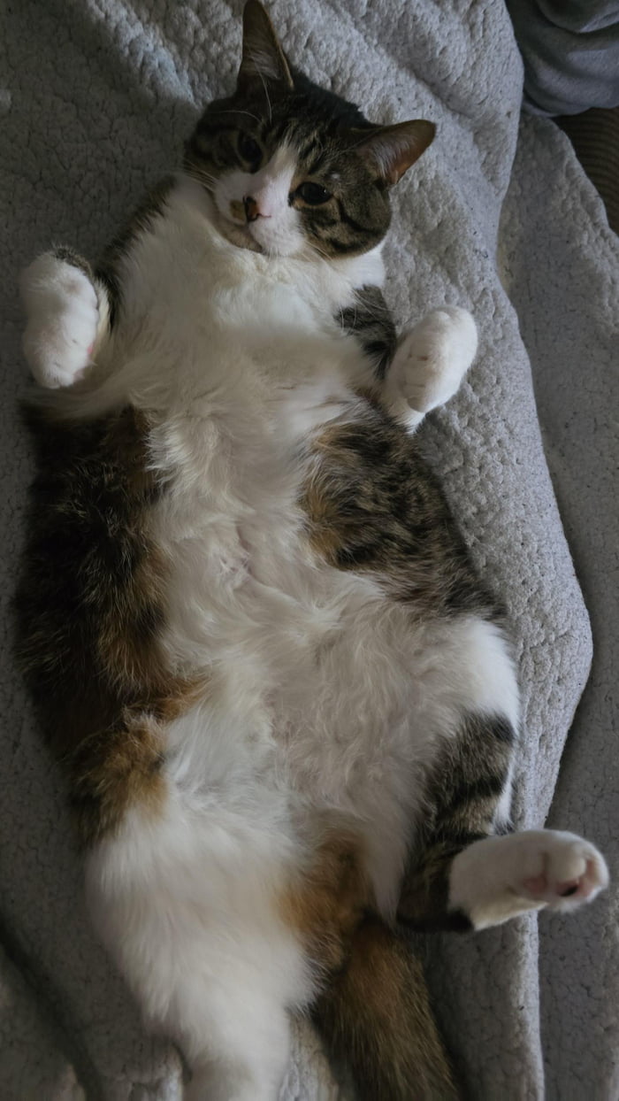 This is max, tell him that he needs to lose weight - 9GAG