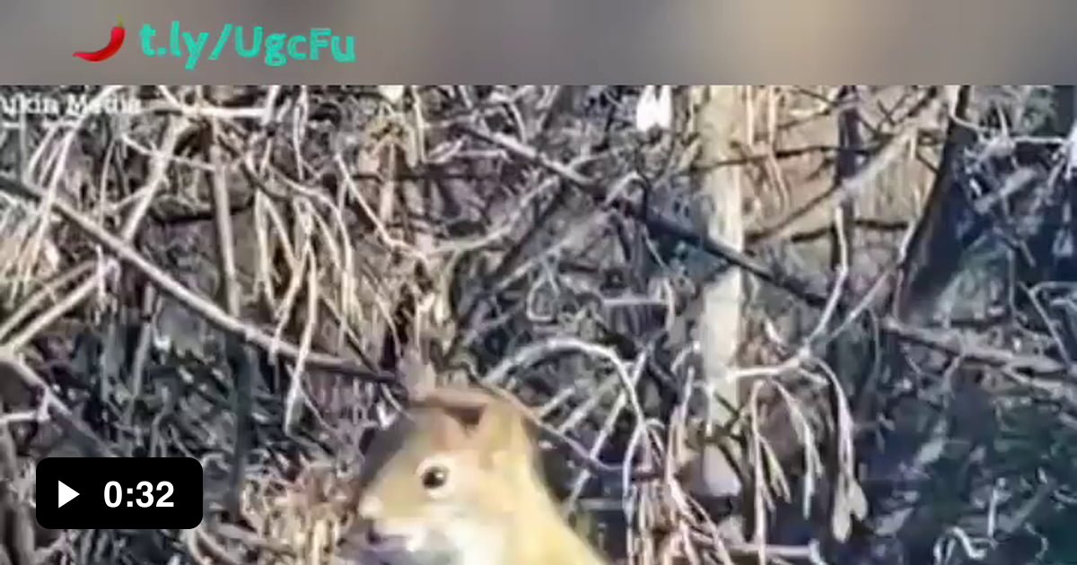 A meditating squirrel - 9GAG