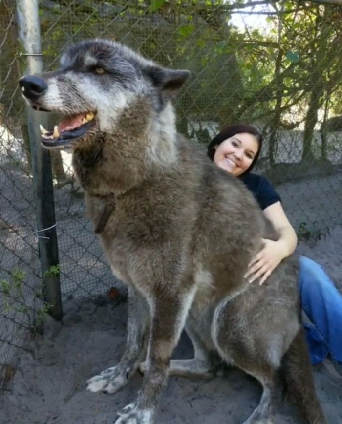 This is Yuki. He was rescued from being euthanized after her owner dropped him off at a shelter ...