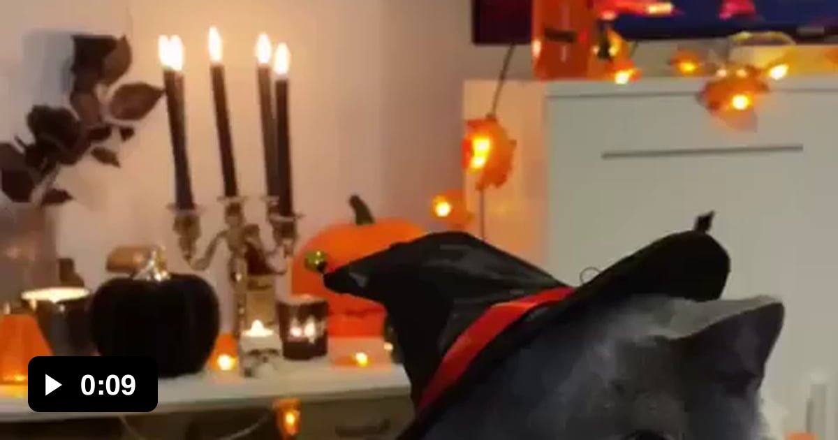 Lilly in haloween costume - 9GAG