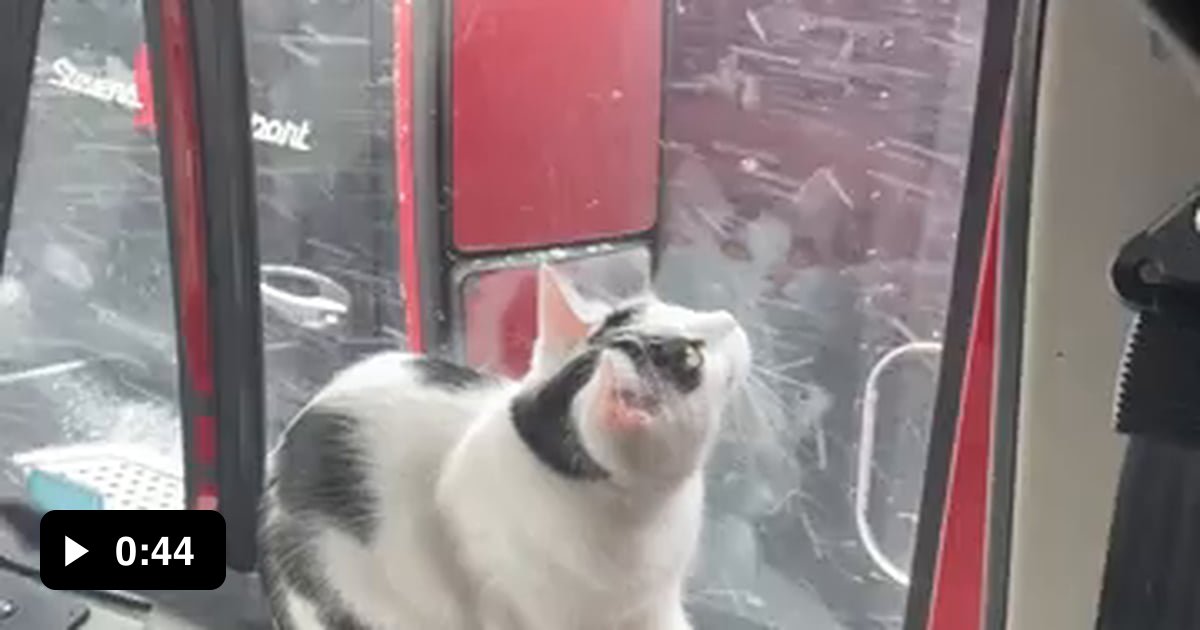 Stormy‘s first snow storm - 9GAG