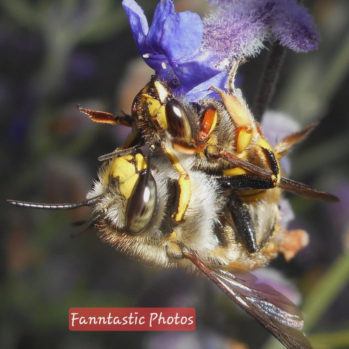 It was so cool to capture these mating European Woolcarder Bees! - 9GAG