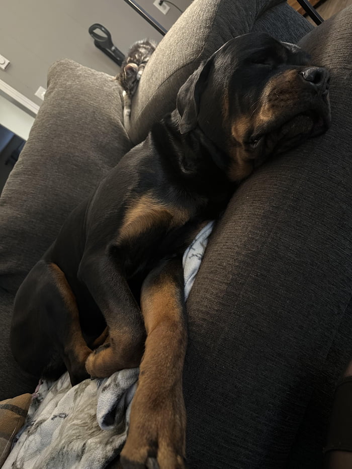 Super smol cat, super big dawg - 9GAG