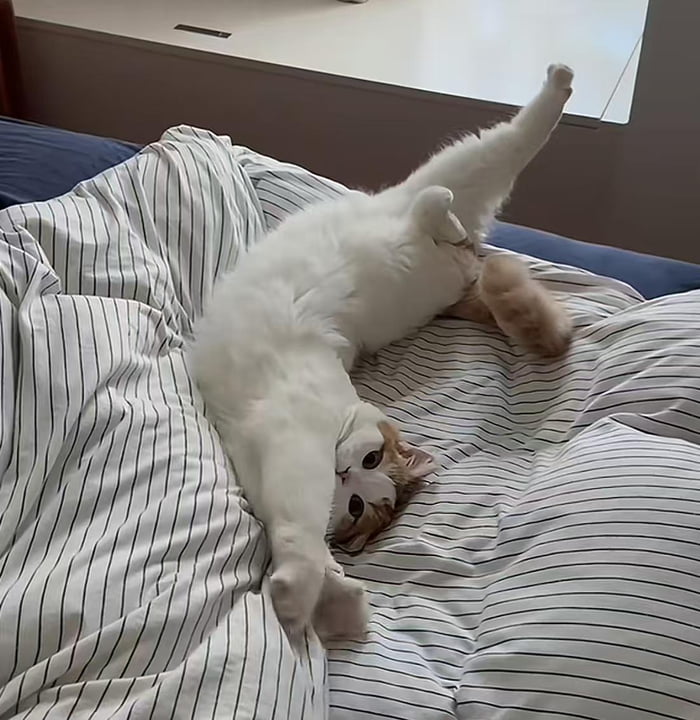 He tries his best every day to attract me for a hug (like this, Lol - 9GAG