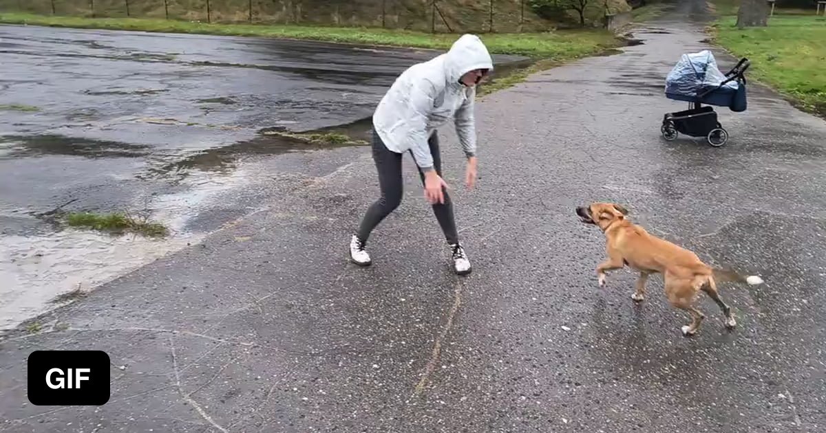 I am speed - my crazy doggo - 9GAG