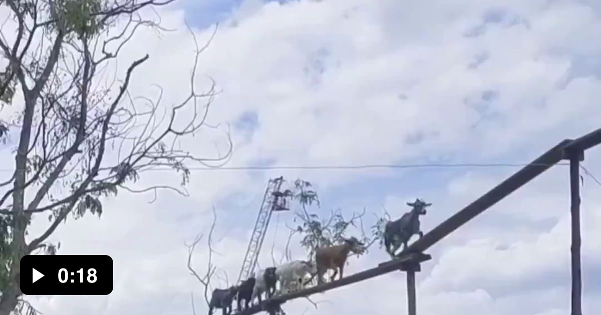 Goats being goats… - 9GAG