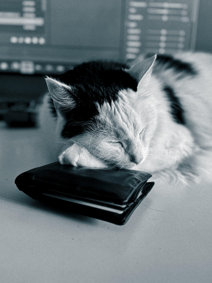 This is Quest, the money cat. - 9GAG