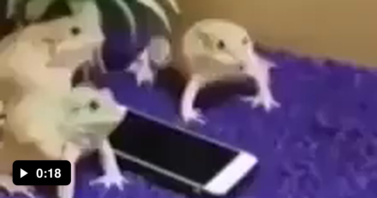 Do not disturb the frogs - 9GAG