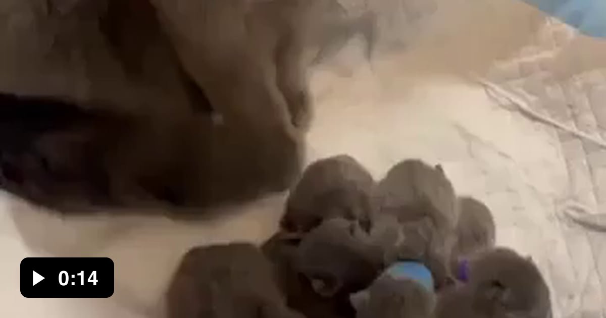 Send help, I've made a terrible mistake. - 9GAG