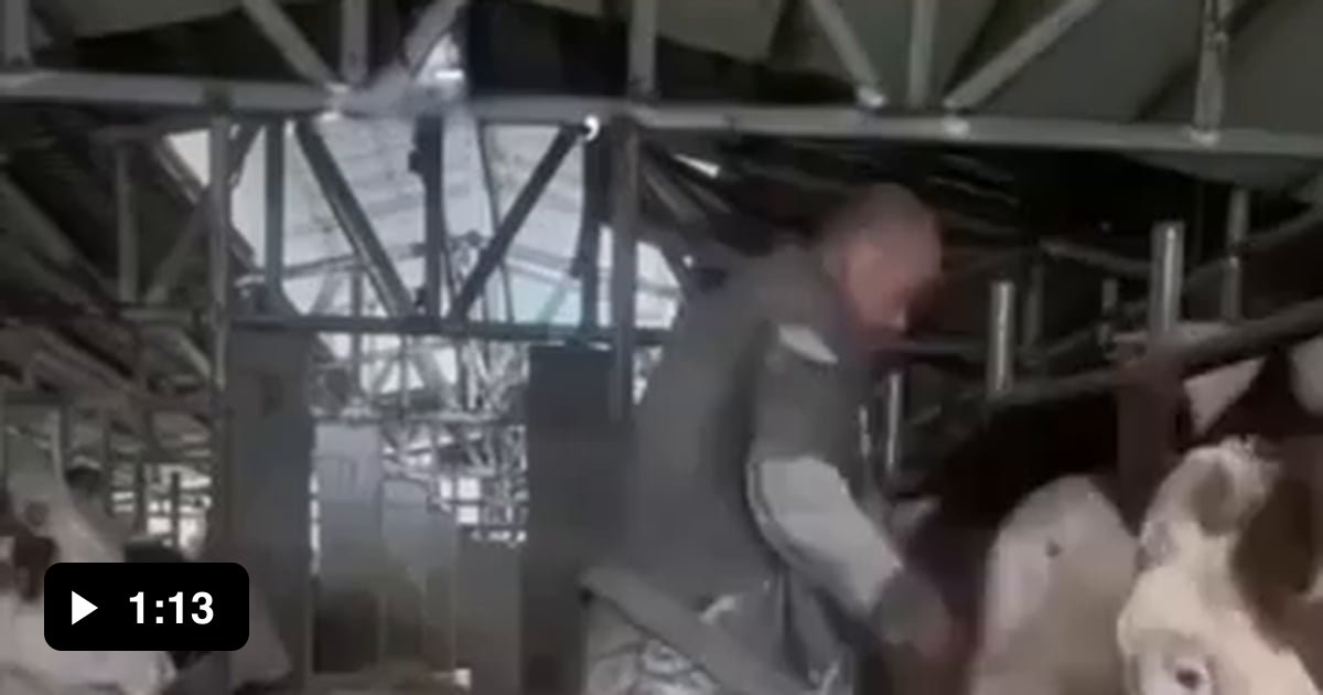 They are just large dogs - 9GAG