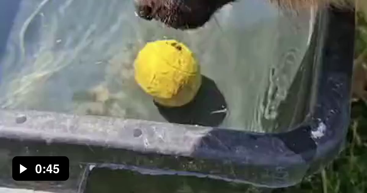 Persistent boi - 9GAG