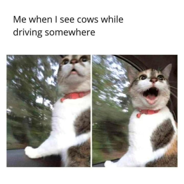 MOO-ve over, I see cows - 9GAG