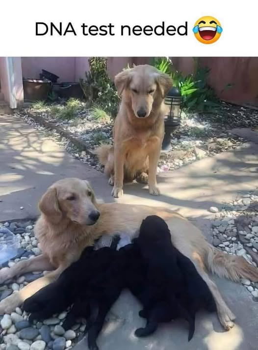 Thats ruff ruff, - 9GAG