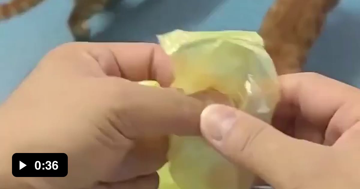 New cat transportation method unlocked - 9GAG