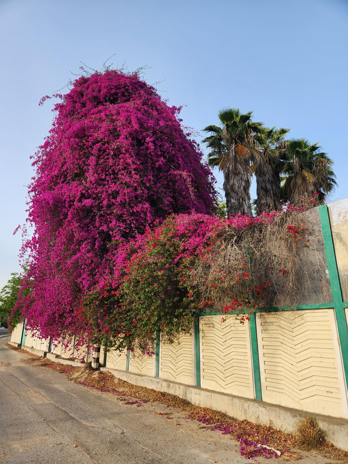 That's quite a bush. - 9GAG