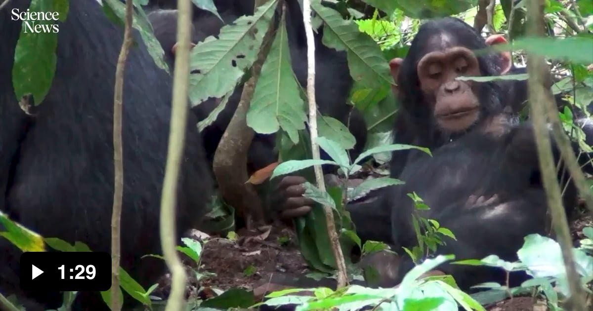 Chimps observed treating injuries on themselves as well as others and ...