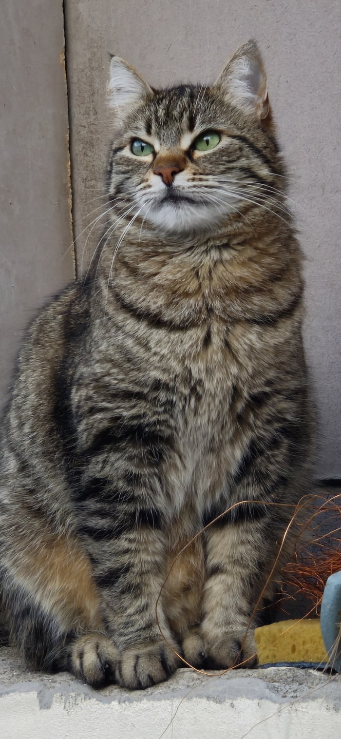 So, cats again? - 9GAG