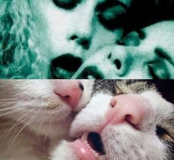 Meow O negative. - 9GAG