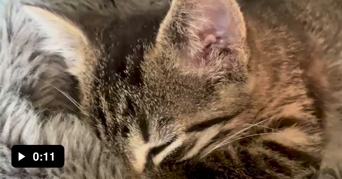 Foster kitten feeling totally safe 🥰 - 9GAG