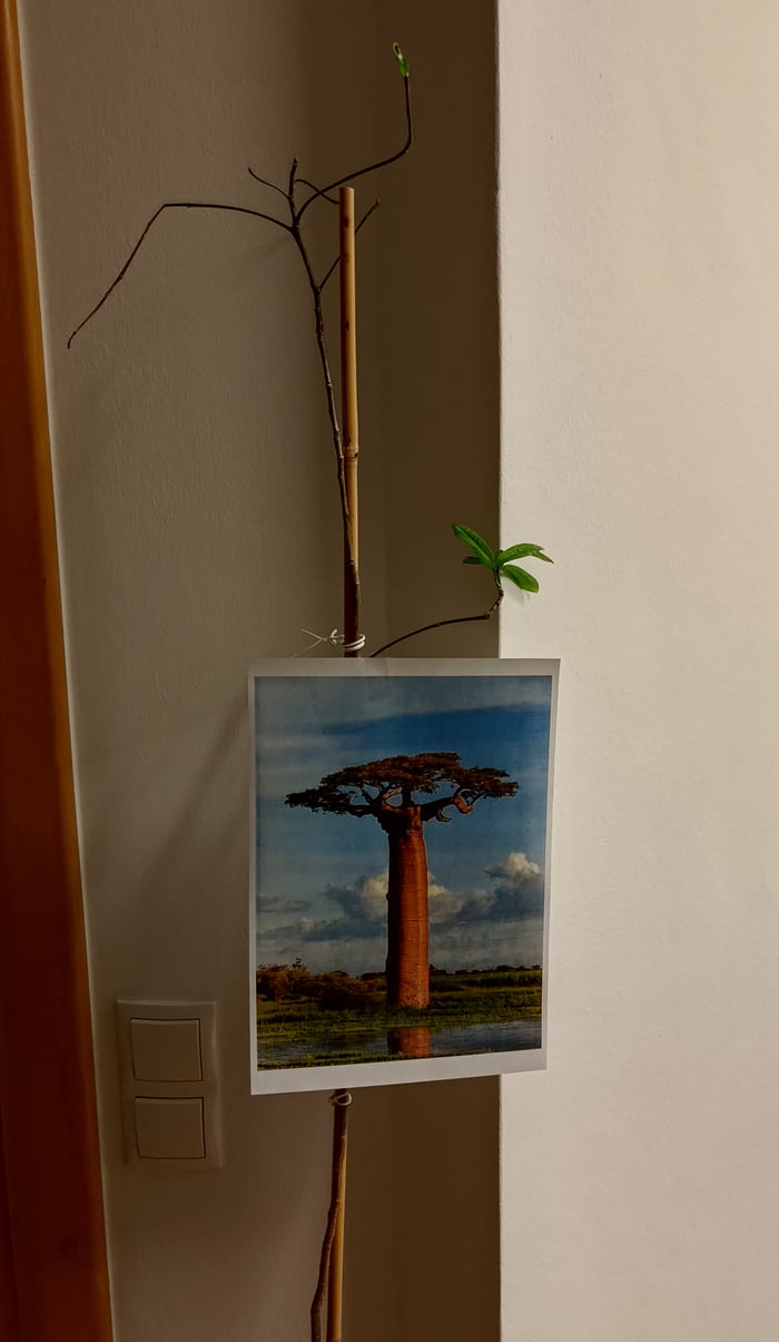 Our baobab gives His best to outgrow the building after 12 years - 9GAG