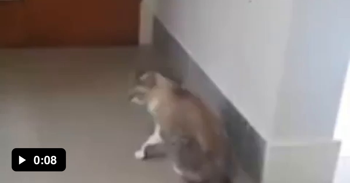 Surprise cucumber attack - 9GAG