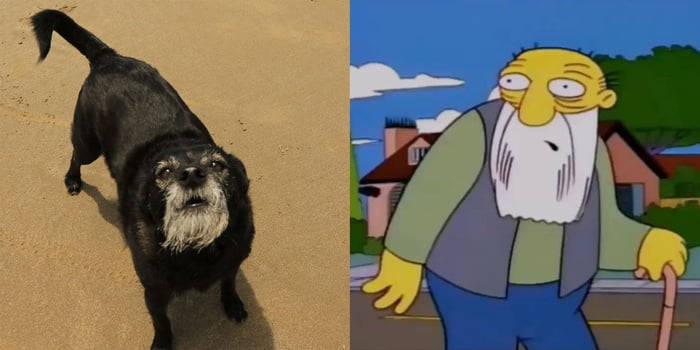 My dog Nigel and the old man from the Simpsons, I've never seen the ...