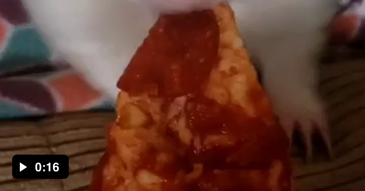 White skunk eating pizza - 9GAG