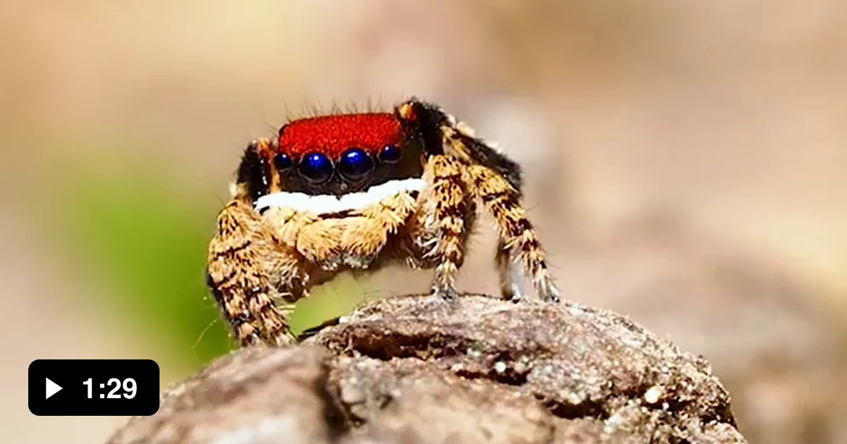 Peacock spiders courtship display - 9GAG