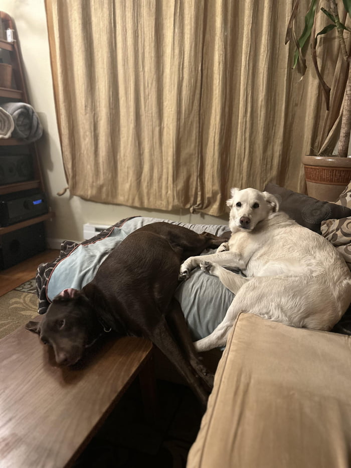 He’s learning how to couch - 9GAG