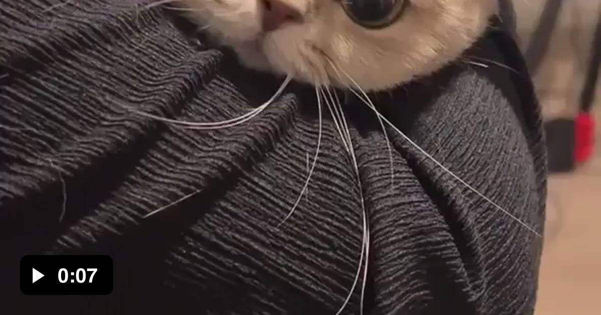 Shy cat reminds you is caturday... - 9GAG