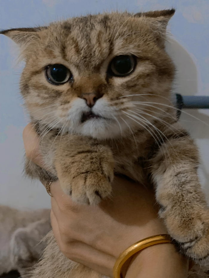 That stubborn face - 9GAG