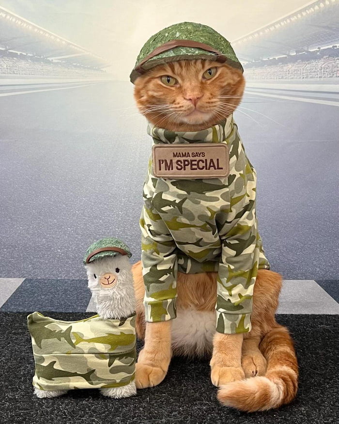 Cat soldier - 9GAG