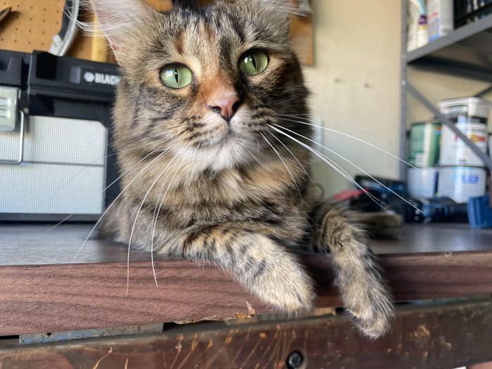 This cat works in the shop and is a tomboy baby - 9GAG