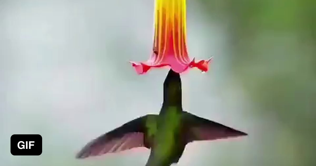 Humming Birds at work - 9GAG