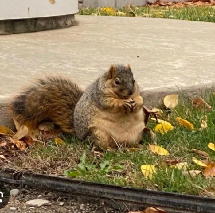 Of A Squirrel - 9GAG