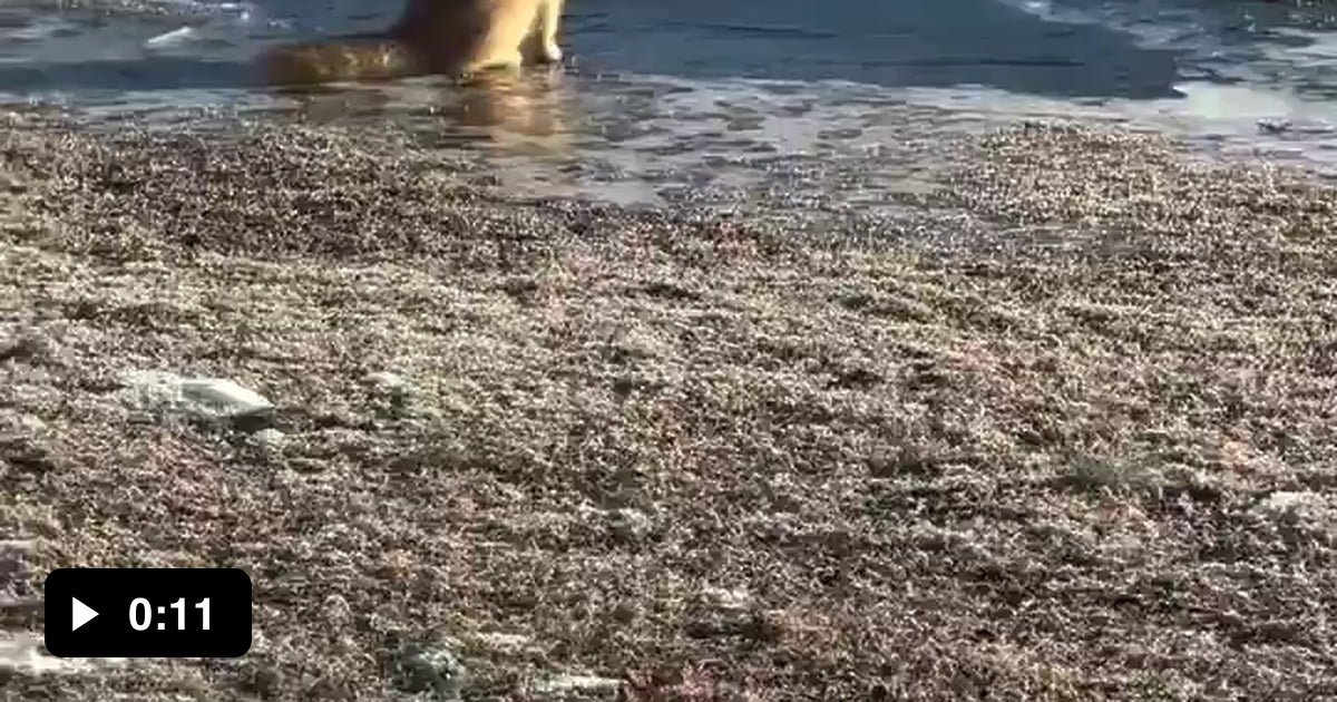 Nothing special to see, just a cat doing a comical Tom and Jerry-like ...