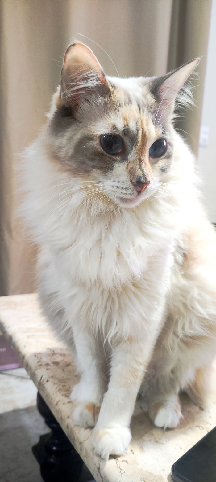 What breed does my cat look like? - 9GAG