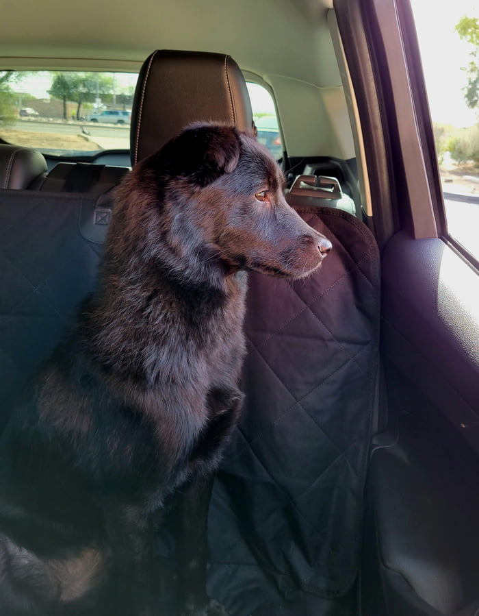 Thought I'd share a pic of Badger without her collar, her long neck can ...