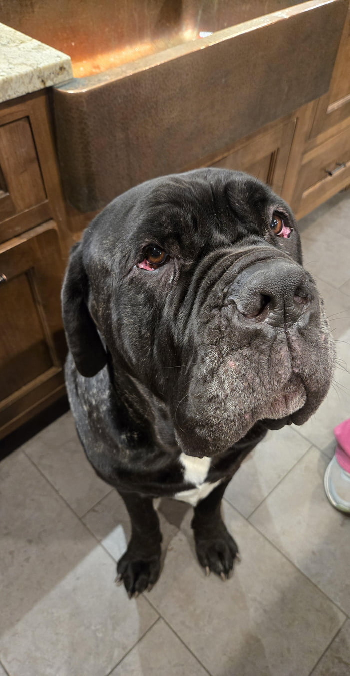 Don't let the sad eyes fool you. He just let out the loudest fart! - 9GAG