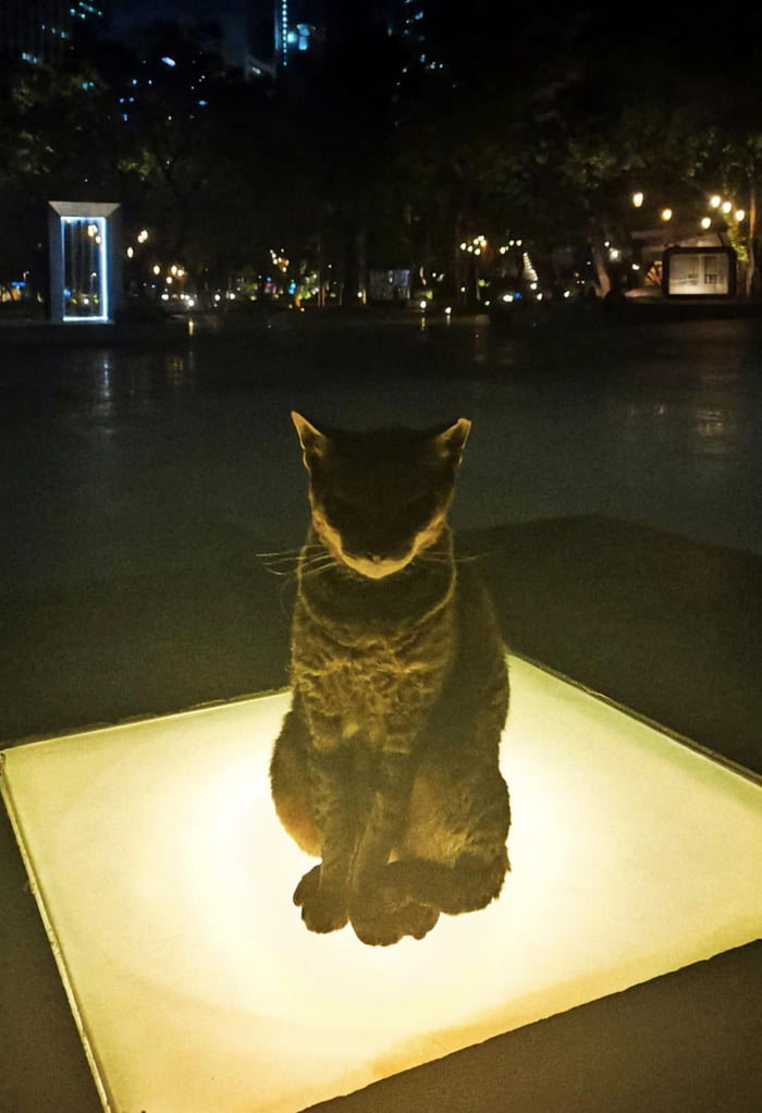 You just stumbled upon a hidden quest. Wait for the cat to give instructions. - 9GAG