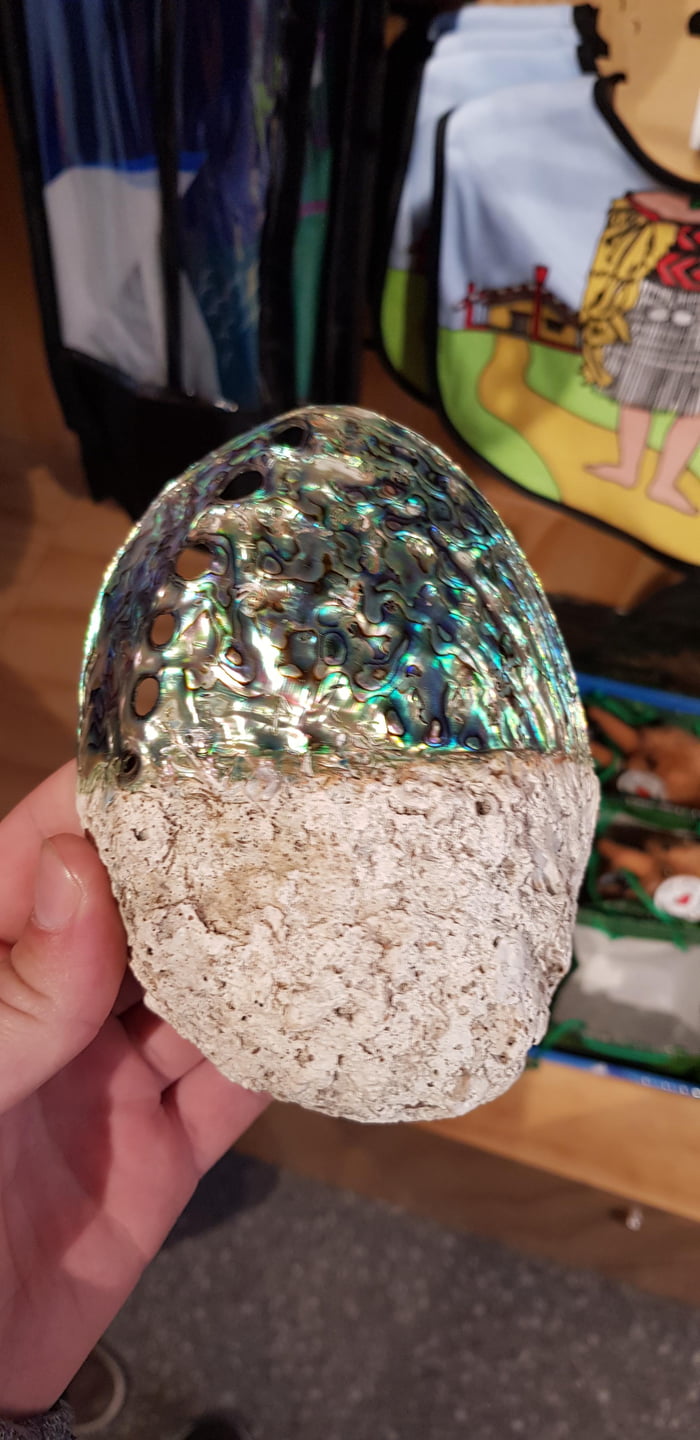 A half polished Paua shell from New Zealand - 9GAG