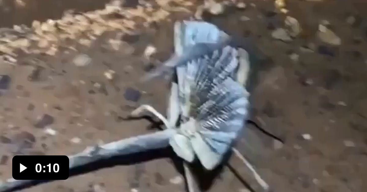 The Paronchestus cornutus ( stick insect) is a insect from Australia..earlier it was known as ...