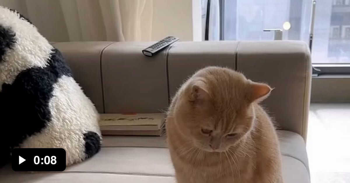 Cat being cat - 9GAG