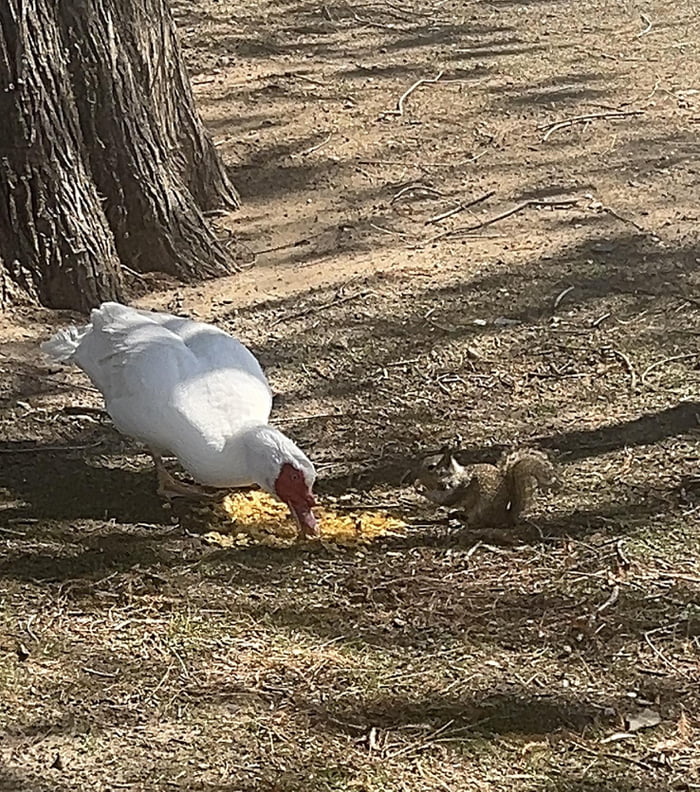 Duck sharing his food with a squirrel 🥹 - 9GAG