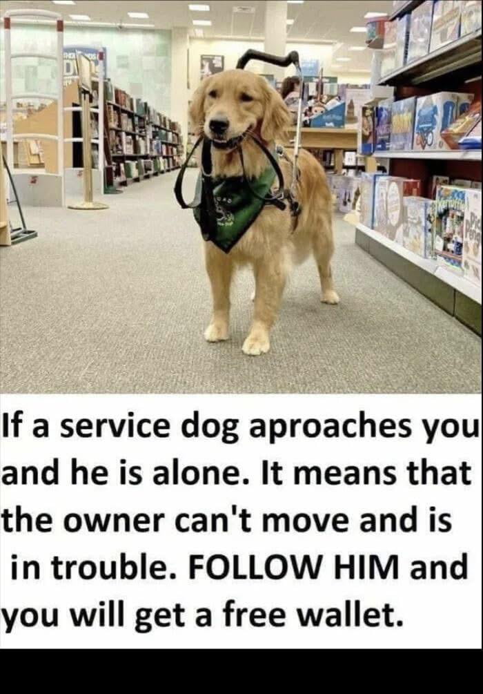 It’s a 60-40 split with Fido - 9GAG