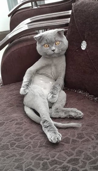 When you realize the rent’s due, you’re unemployed, and you’re a cat - 9GAG