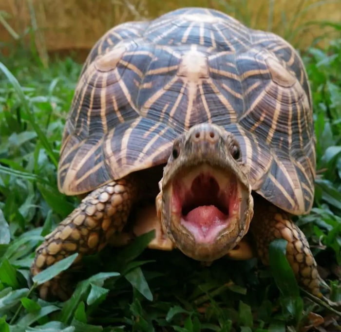 Do you all remember Daisy? Sometimes she likes behaving like a Snapping Turtle. - 9GAG